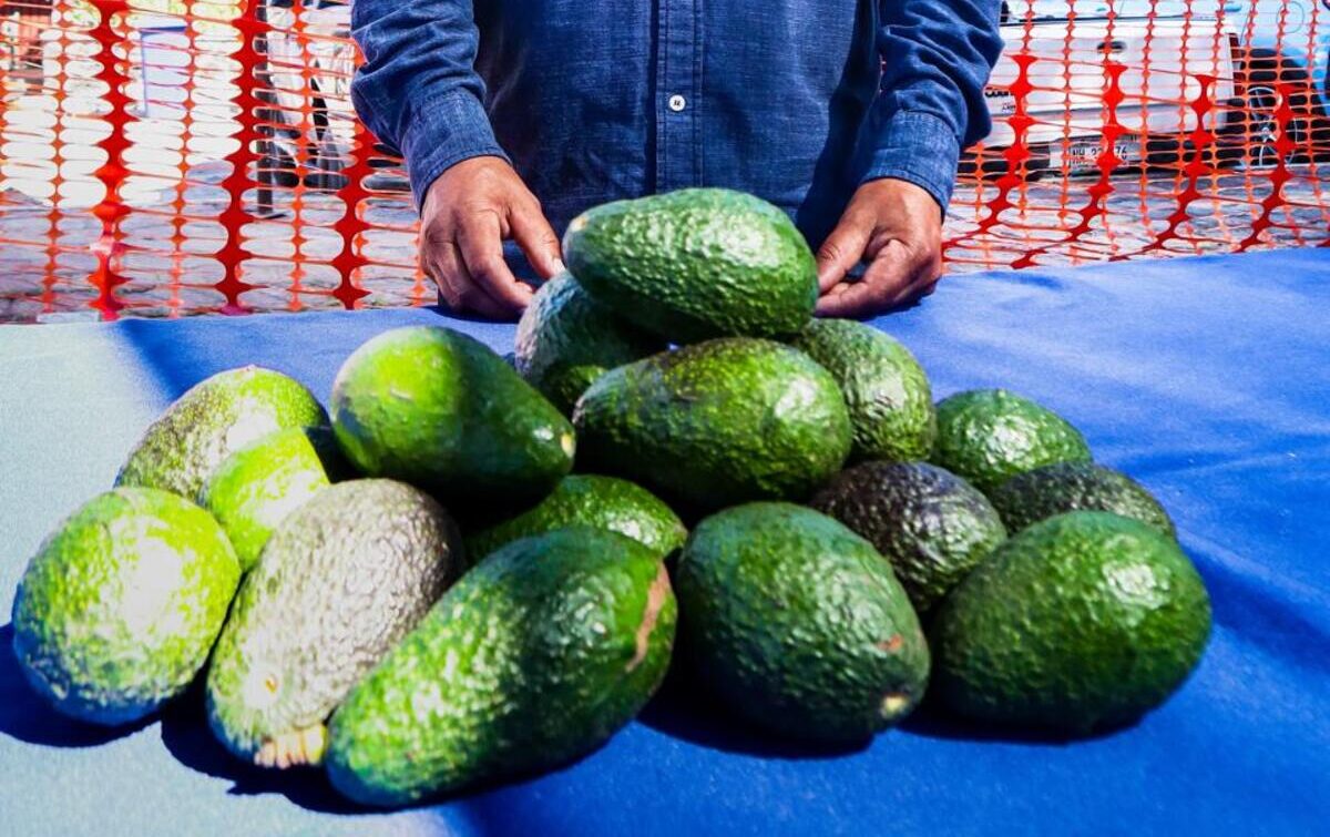 Aguacateros en Morelos rechazan que haya alerta por plaga de escarabajo ...